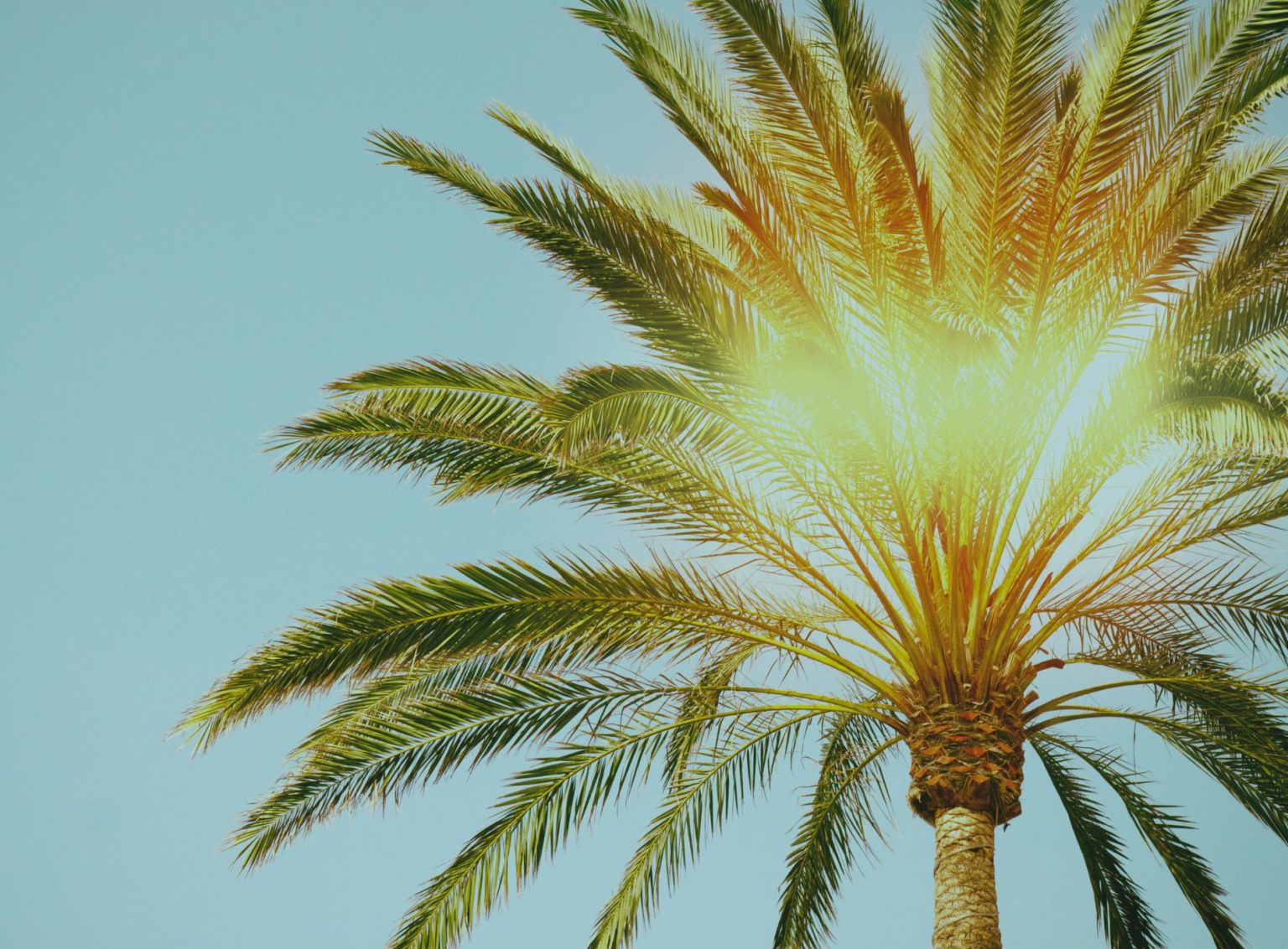 Winter Magic in Tenerife: December Delights Under the Sun- The Best ...